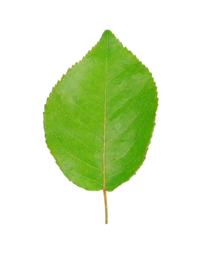 One Green Leaf Isolated on White Background Stock Photo - Image of ...