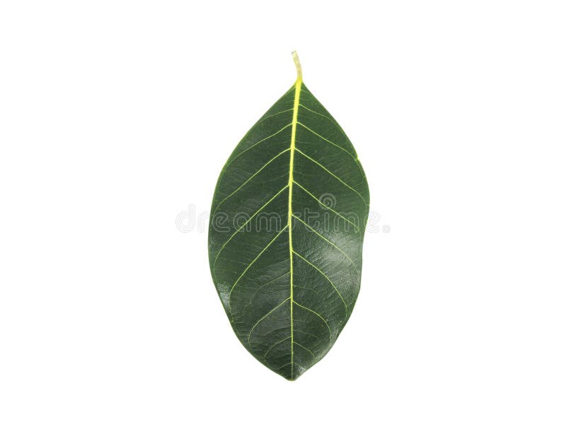 One Green Leaf Isolated on White Blackground with Clipping Path ...