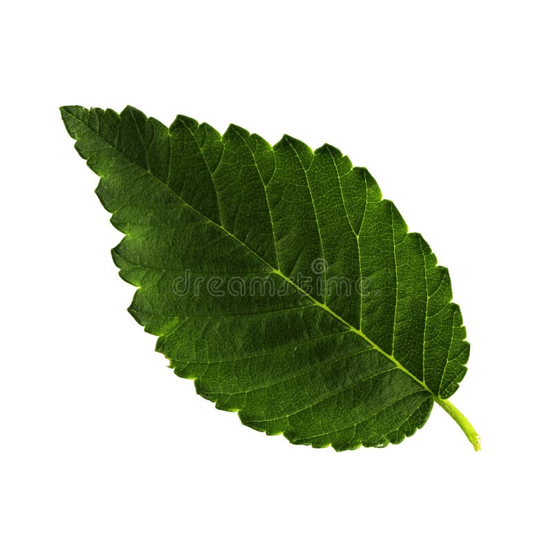 One Green Leaf of a Karagach Isolated on a White Background, the Top ...