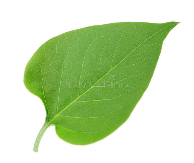One Green Leaf of Linden-tree Stock Image - Image of closeup, leaves ...
