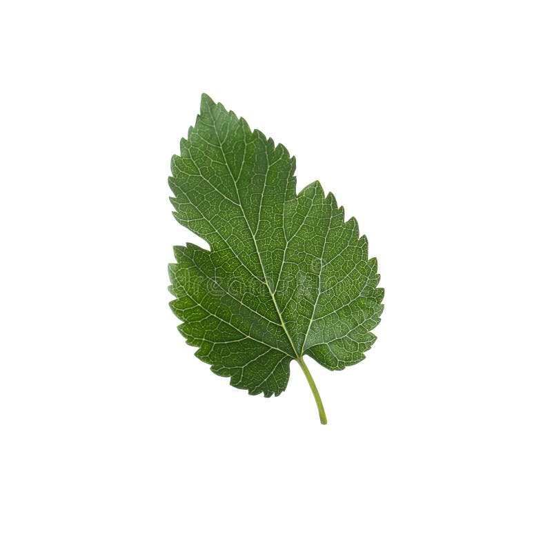 One Green Leaf of Mulberry Tree on White Background Stock Image - Image ...