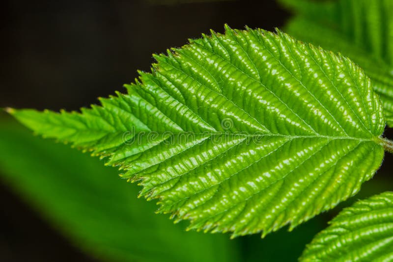 One Green Leaf with Natural Background Stock Image - Image of leaf ...