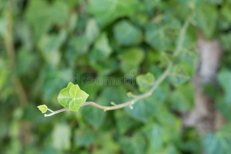 One Green Leaf stock photo. Image of garden, bright, material - 99318846