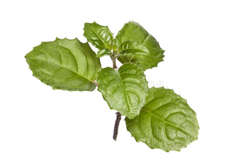 One Green Leaf of a Plant on a White Background Stock Photo - Image of ...