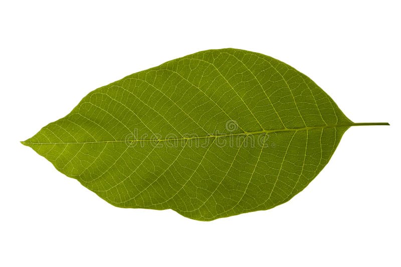 One green leaf stock image. Image of fresh, isolated - 93079547