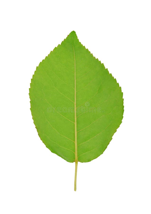 One Green Leaf Isolated on White Background Stock Photo - Image of ...