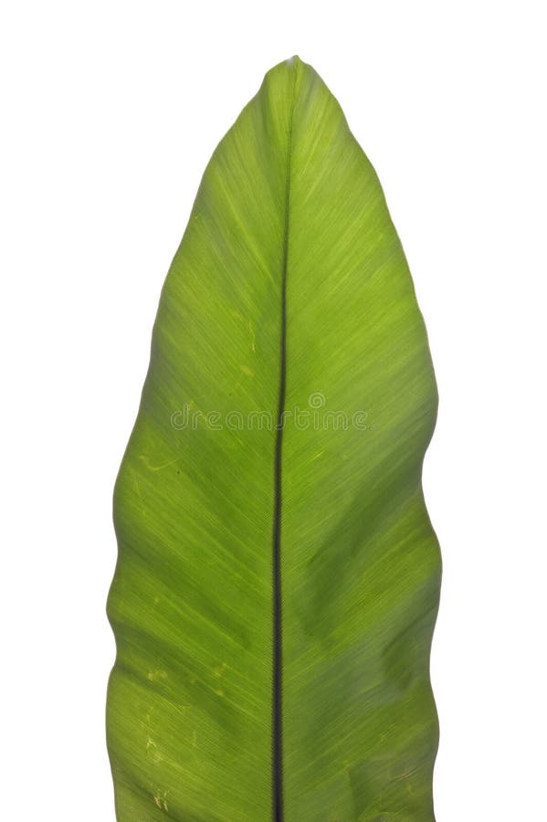 One green leaf stock image. Image of plant, park, decoration - 39923525