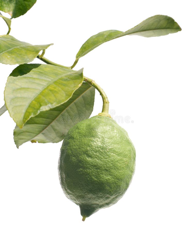 One Green Lemon on Citrus Branch with Leaves Stock Image - Image of ...