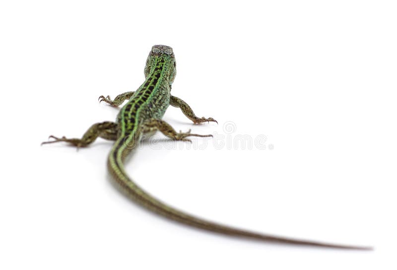 One green lizard stock photo. Image of looking, space - 263169236