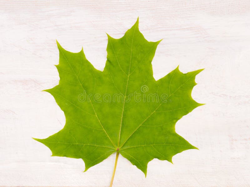One Green Maple Leaf on a Wooden Background Stock Photo - Image of ...