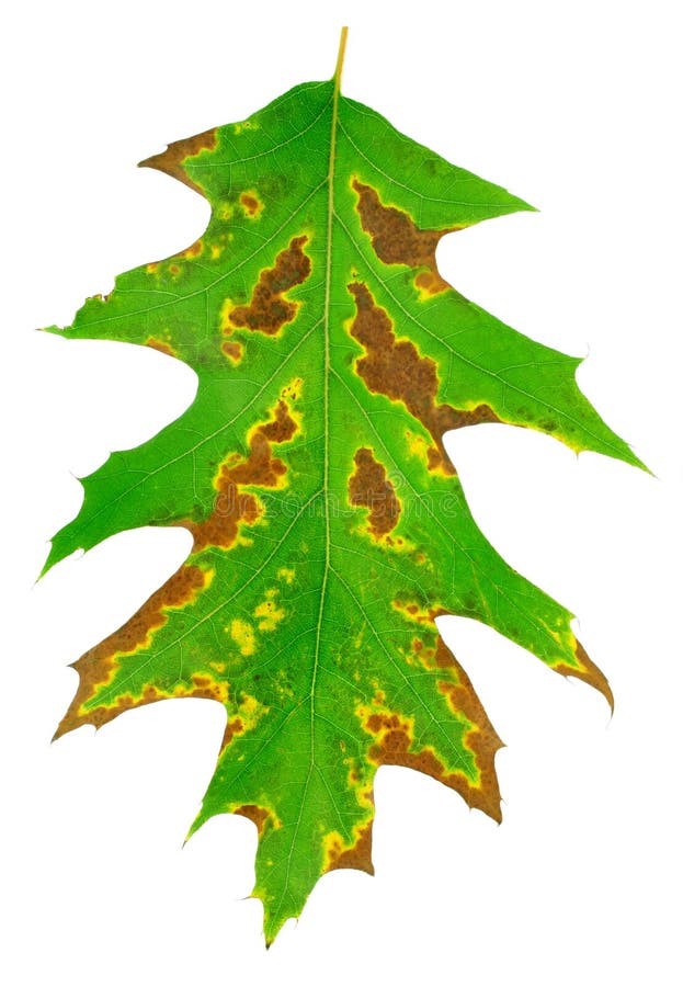 One Green Oak Leaf Is Texture Of Plant Picture. Image: 6668697