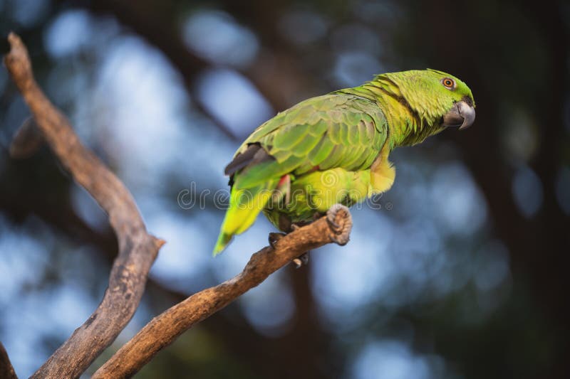 One Green Parrot on Tree Branch Stock Photo - Image of background ...