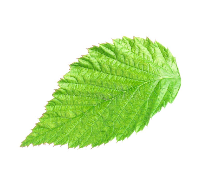 One Green Raspberry Leaf Isolated on White Stock Image - Image of ...