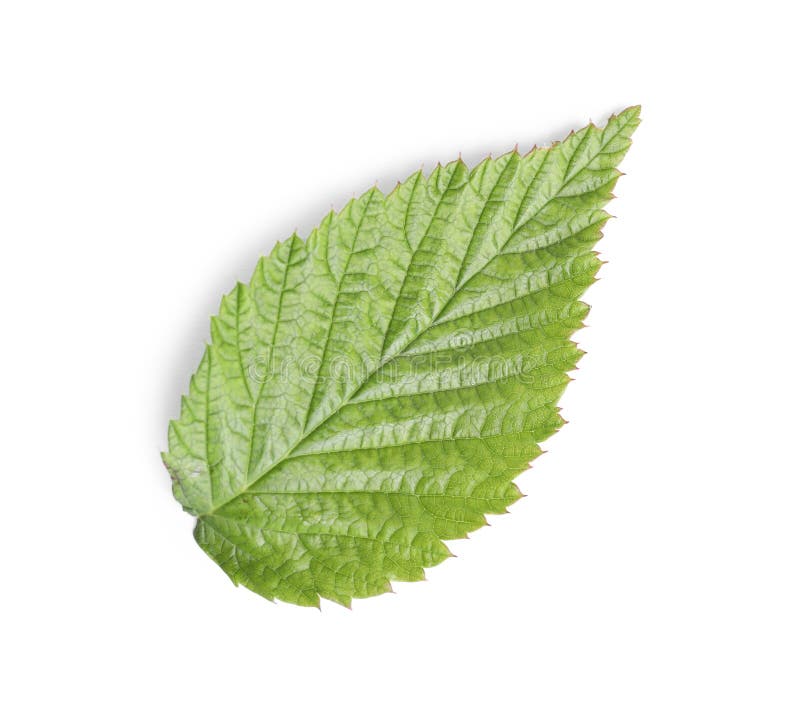 One Green Raspberry Leaf Isolated on White, Top View Stock Photo ...