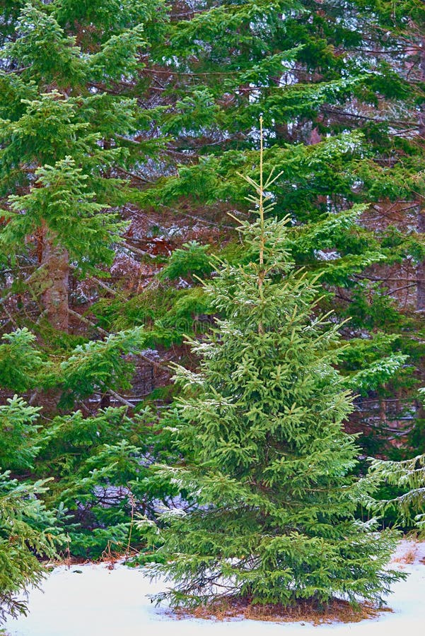 One Green Spruce in the Foreground Stock Image - Image of closeup ...