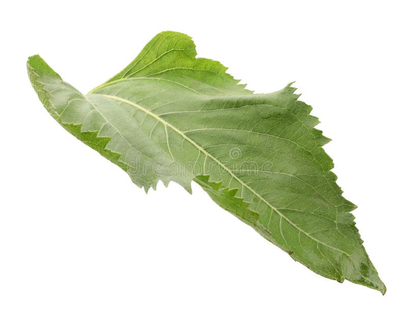One Green Sunflower Leaf Isolated on White Stock Photo - Image of ...