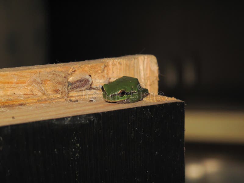 Closeup of One Green Tree Frog Stock Photo - Image of frog, sitting ...