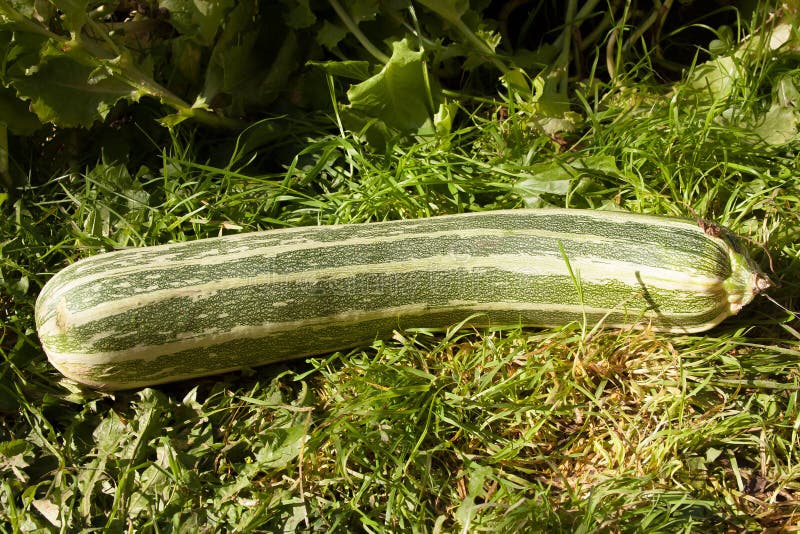 Green Striped Vegetable Marrow Stock Image - Image of fruit, single ...