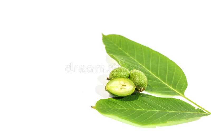One Green Walnut Cut and Recumbent on Two Whole Walnuts and Two Leaves ...