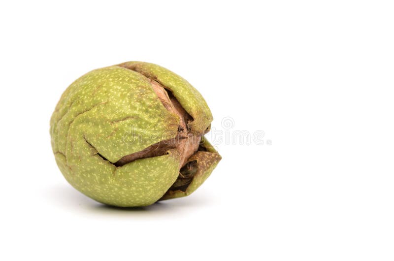 One Green Walnut in a Skin Isolated on White Background Stock Photo ...
