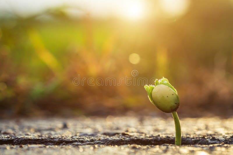 One Green Young Seed of Tree Growing from Cracks of Asphalt Road Stock ...