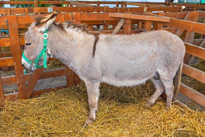Donkey stock photo. Image of mule, animal, farm, pasture - 33465672