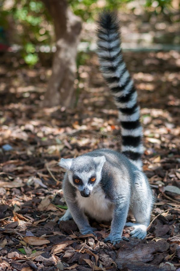 One grey lemur stock image. Image of primate, park, portrait - 75287775