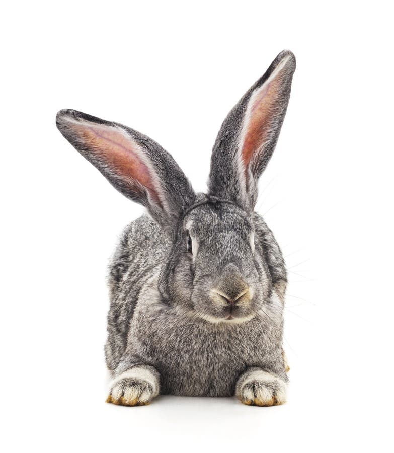 Grey big rabbit stock image. Image of young, camera - 137129675