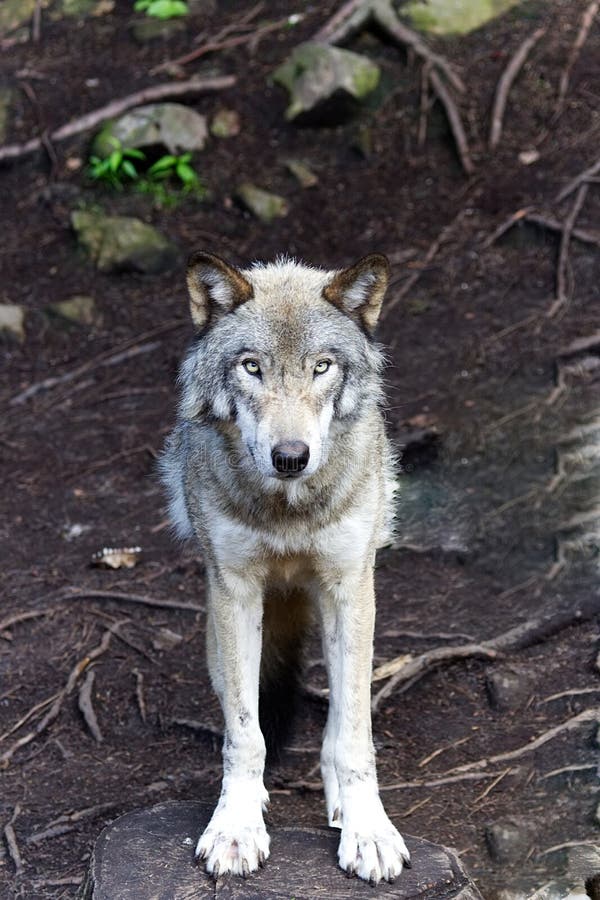 5,653 Wolf Sitting Photos - Free & Royalty-Free Stock Photos from ...