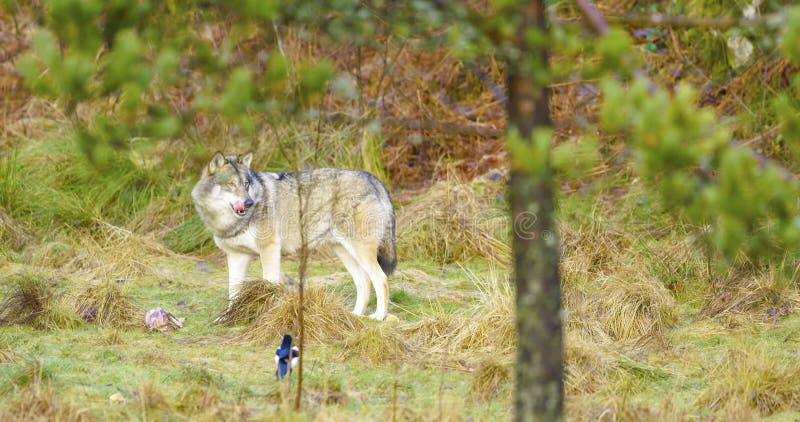 One Grey Wolf Stands in the Forest and Guards a Piece of Meat Stock ...