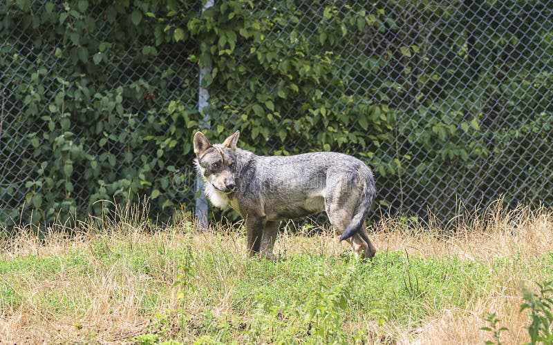 One grey wolf in zoo stock image. Image of sunlight - 170387539