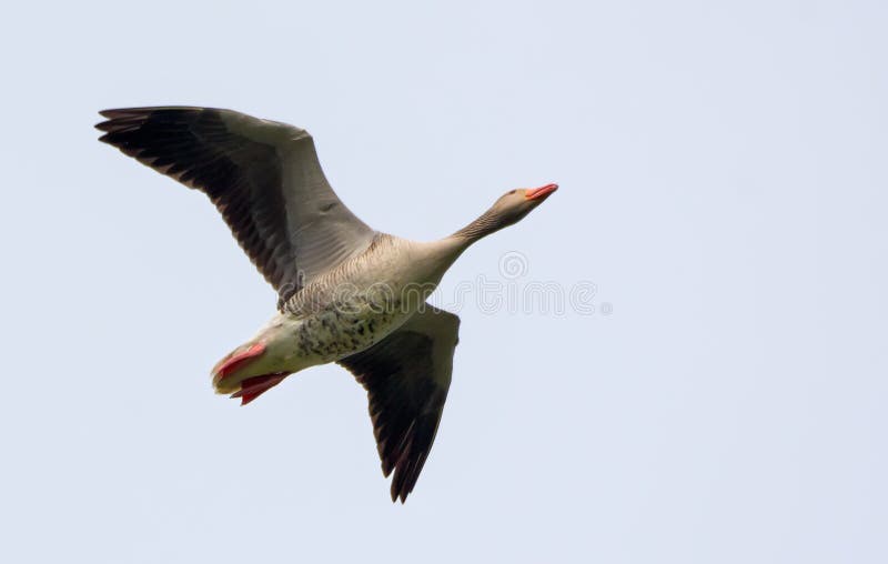 One Greylag Goose Flies Over in Light Sky in Spring Stock Image - Image ...