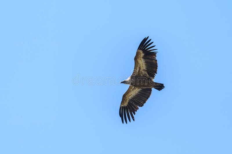One Griffon Vulture Flying in Blue Sky Stock Photo - Image of neck ...
