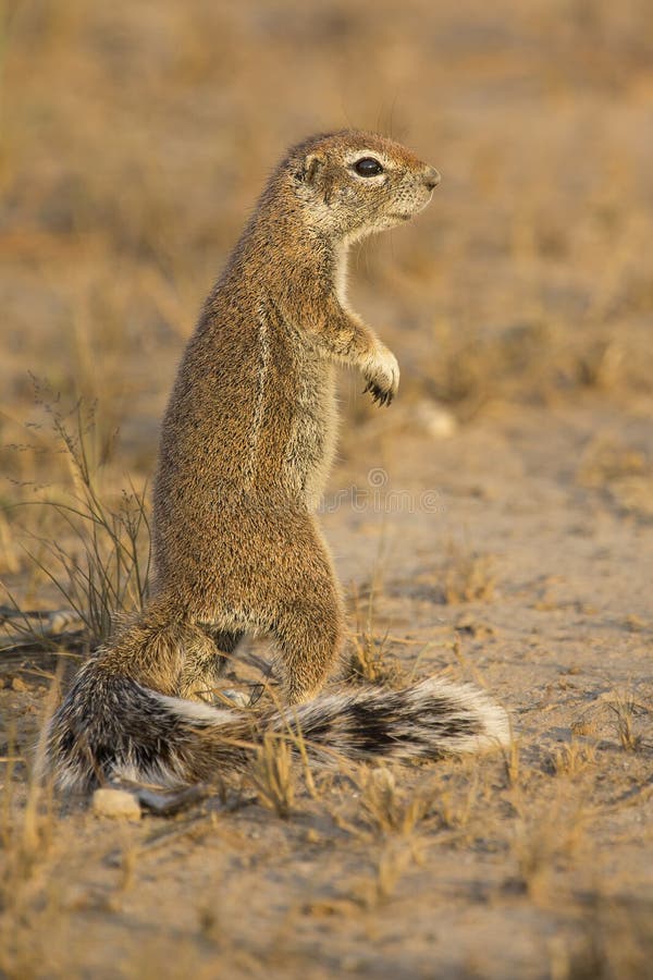 Scared Ground Pose Stock Photos - Free & Royalty-Free Stock Photos from ...