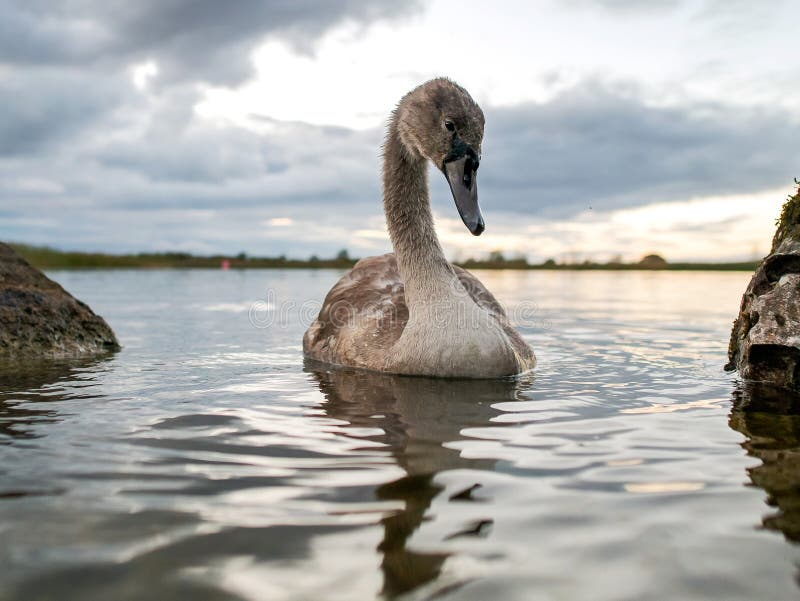 One Grown Cygnet with Grey Feathers in a River. Cloudy Sky in the ...