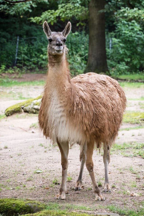 Guanako Llama Stock Photos - Free & Royalty-Free Stock Photos from ...