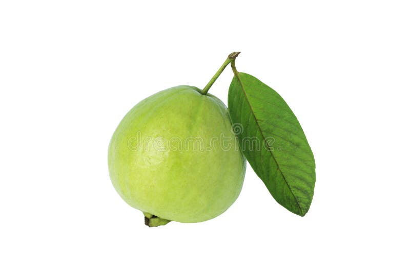 Fresh Guava on White Background Stock Image - Image of guava, ripe ...