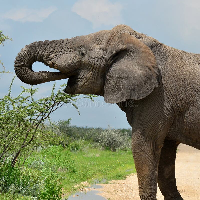In one gulp stock photo. Image of namibia, trunk, loxodonta - 37718302