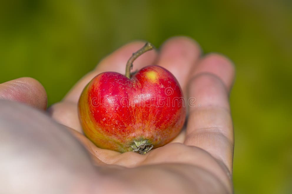 One hand with a red apple stock image. Image of growth - 249875777