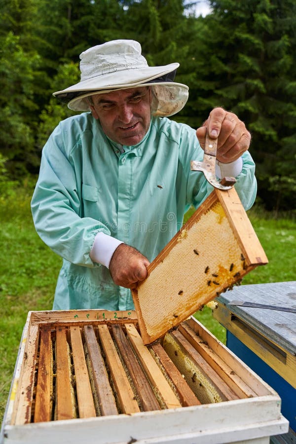 One Handed Beekeeper Working Stock Photo - Image of farm, beehive ...
