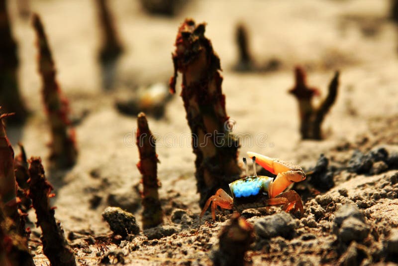 One Handed Crab Stock Photos - Free & Royalty-Free Stock Photos from ...