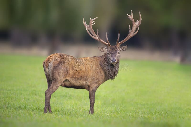 One Handsome Red Deer Buck Stands in a Meadow Stock Image - Image of ...