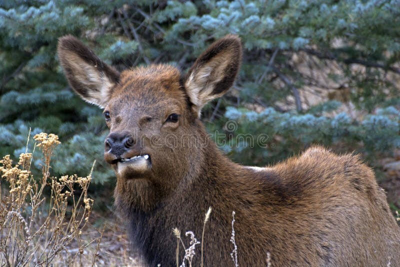 One Happy Elk stock image. Image of fall, park, smiling - 84917971