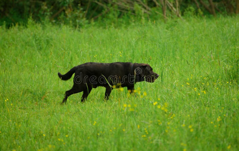 One Happy Labrador Retriever is Walking Across the Grass Stock Image ...