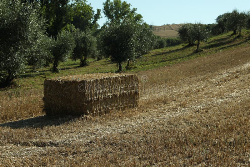 One Hay Bale Outdoors on Sunny Day, Space for Text Stock Image - Image ...