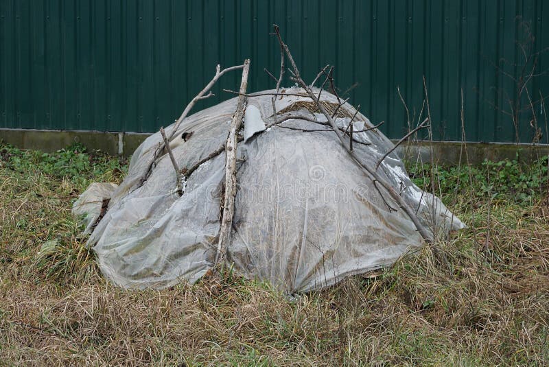 One Haystack Covered with White Plastic Cellophane Stands in Dry Gray ...