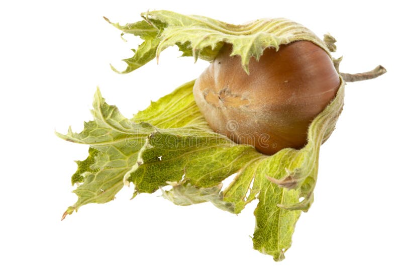 Hazelnut stock photo. Image of coloured, flavor, cooking - 5422216