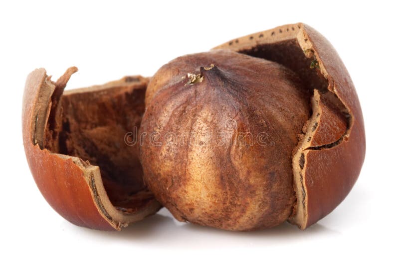One hazelnut stock image. Image of natural, hazelnut - 15925081