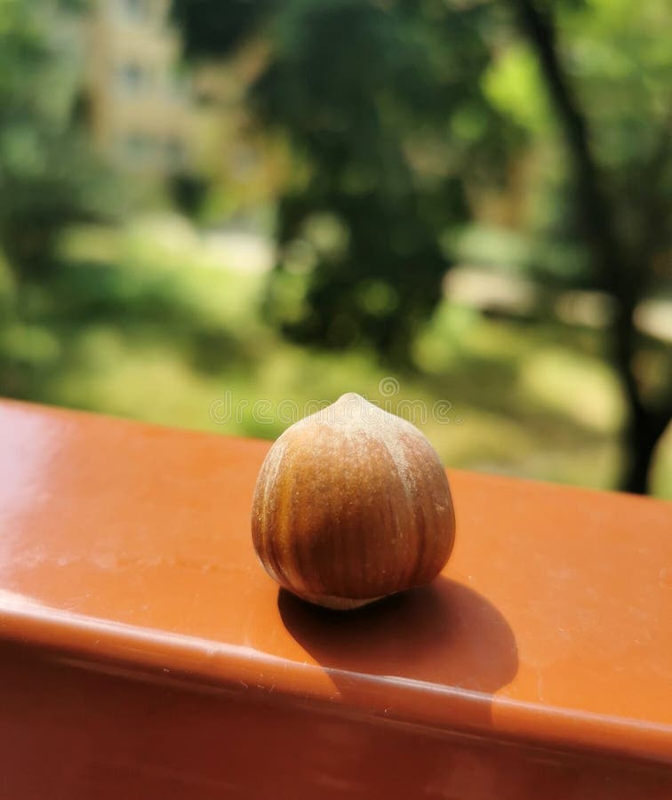 One hazelnut in hand. stock image. Image of healthyfatnuts - 194895779
