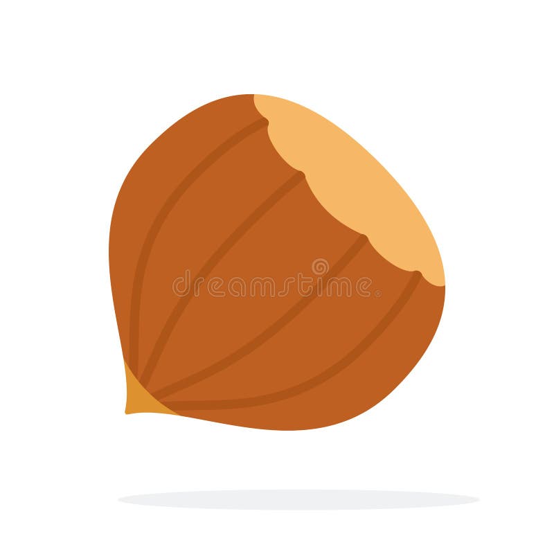 One hazelnut stock vector. Illustration of fresh, cutout - 186126422